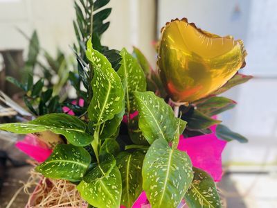 Starcut Flowers