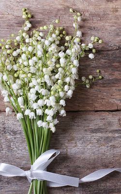 Starcut Flowers