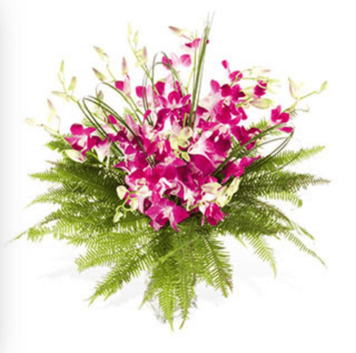 mackay orchid flowers